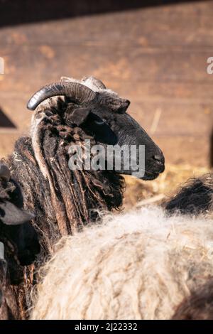 closeup photo of ovis in zoo Stock Photo - Alamy