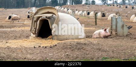 Panorama of a large field with many pig pods with one in the foreground ...