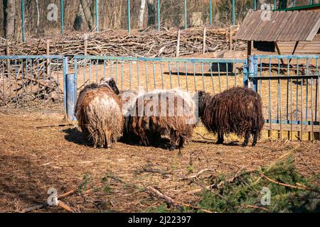 closeup photo of ovis in zoo Stock Photo - Alamy