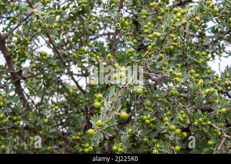 Hawthorn berries on the bush. Unripe green hawthorn fruits, closeup ...
