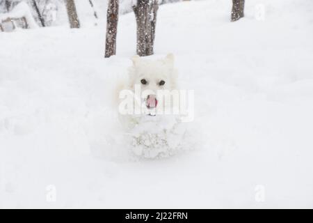 An adorable Danish Spitz dog playing around in snow Stock Photo - Alamy