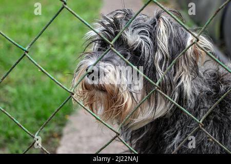 Zwergschnauzer. Sad eyes of a dog behind bars close up. A dog at an ...