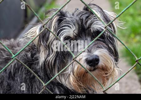 Zwergschnauzer. Sad eyes of a dog behind bars close up. A dog at an ...