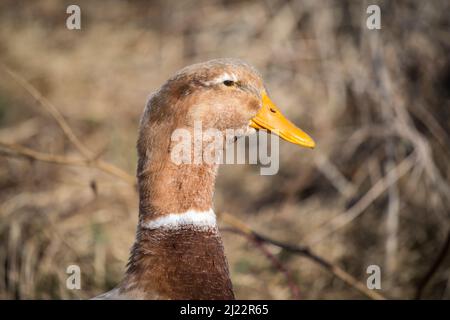 Saxony duck female, a duck breed from Germany Stock Photo - Alamy