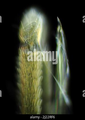 Mosquito proboscis (labium with labella) under the microscope Stock ...