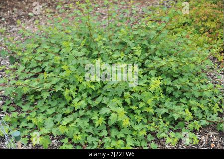 Green-leaved spreading Pacific ninebark (Physocarpus capitatus) Tilden ...