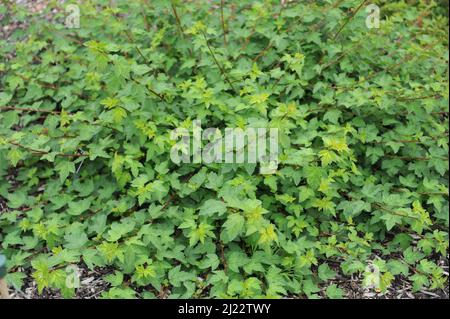 Green-leaved spreading Pacific ninebark (Physocarpus capitatus) Tilden ...