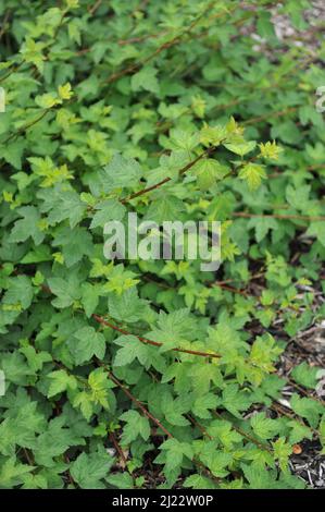 Green-leaved spreading Pacific ninebark (Physocarpus capitatus) Tilden ...