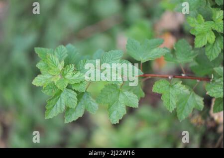 Green-leaved spreading Pacific ninebark (Physocarpus capitatus) Tilden ...