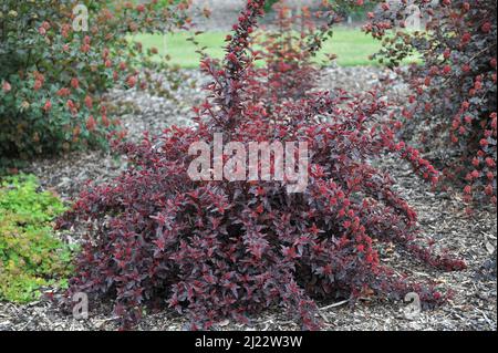 Purple-leaved ninebark (Physocarpus opulifolius) Burgundy Candy ...