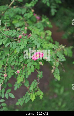 Pink species rose (Rosa davidii) Elongata flowers in a garden in May ...