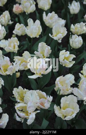 Creamy white tulips (Tulipa) Libretto Parrot bloom in a garden in March ...