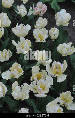 Creamy white tulips (Tulipa) Libretto Parrot bloom in a garden in March ...