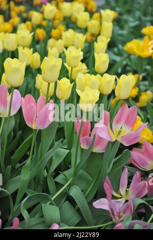 Yellow Triumph tulips (Tulipa) Friendship 1998 bloom in a garden in ...
