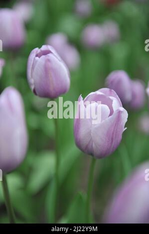 Beautiful pink lilac background Stock Photo - Alamy