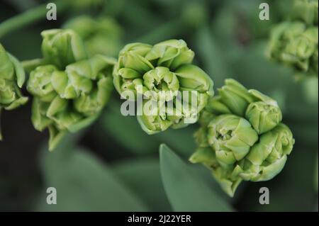 Green peony-flowered Double Early tulips (Tulipa) Little Queen bloom in ...