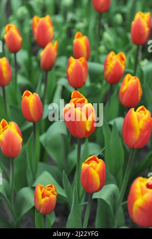 Red with yellow edges Triumph tulips (Tulipa) Tropicana bloom in a ...