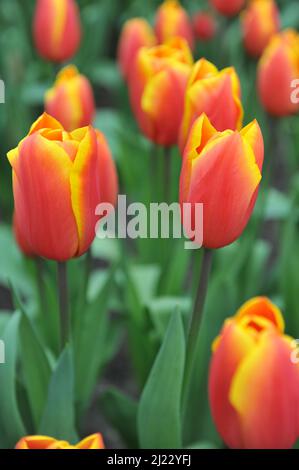 Red with yellow edges Triumph tulips (Tulipa) Tropicana bloom in a ...