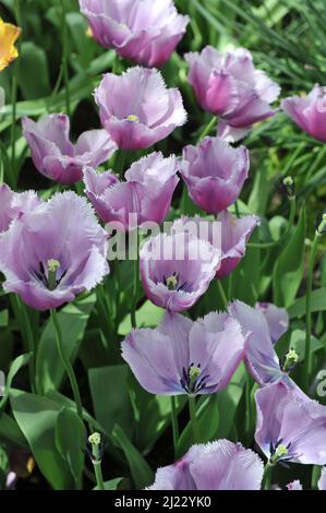 Pink fringed tulips, variety Louvre, flowering in a garden Stock Photo ...