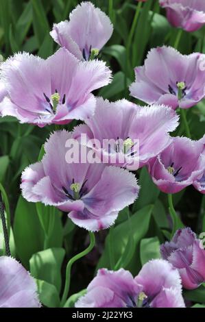 Lilac-pink fringed tulips (Tulipa) Louvre bloom in a garden in April ...