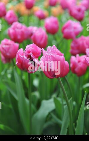 Fringed tulips (Tulipa) Louvre Pink bloom in a garden in April Stock ...