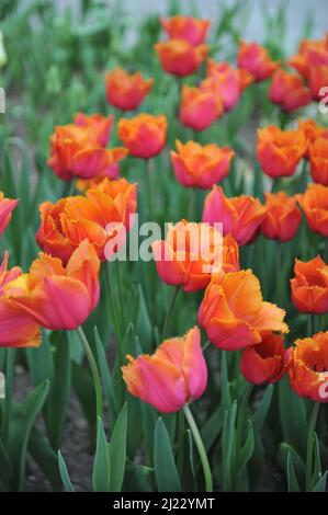 Fringed tulips (Tulipa) Louvre and Louvre Orange bloom in a garden in ...