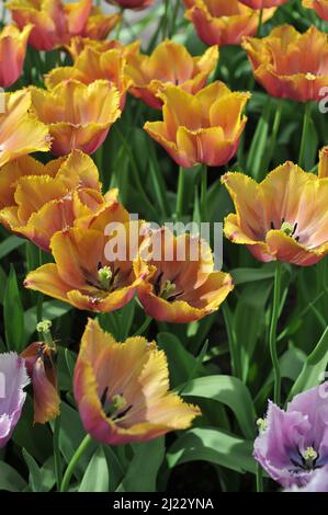Yellow with pink blush fringed tulips (Tulipa) Louvre Orange bloom in a ...