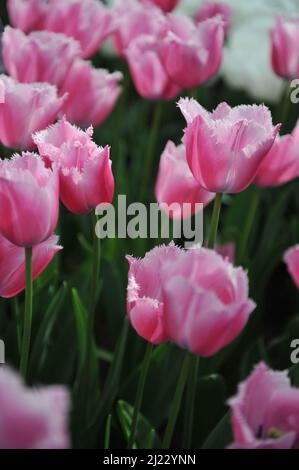 Fringed tulips (Tulipa) Louvre Pink bloom in a garden in April Stock ...