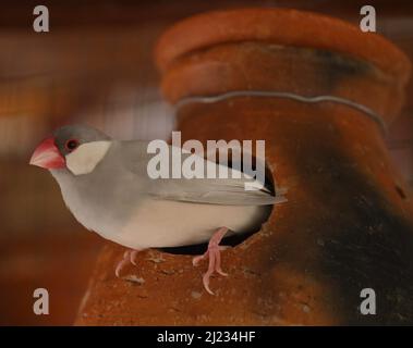 Java and Silver sparrows are nesting in a mud hole at a private bird ...