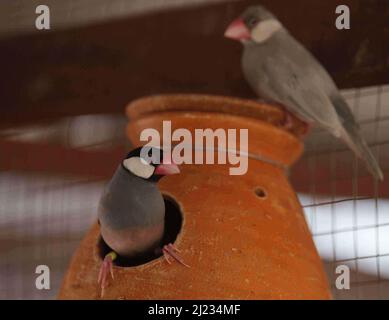 Java and Silver sparrows are nesting in a mud hole at a private bird ...