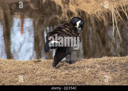 Spring is approaching as birds return to the area after winter Stock ...