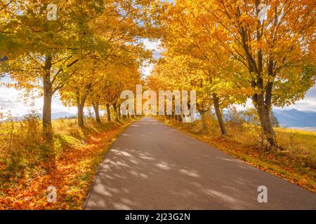 Road lined with brightly colored trees at autumn Stock Photo - Alamy