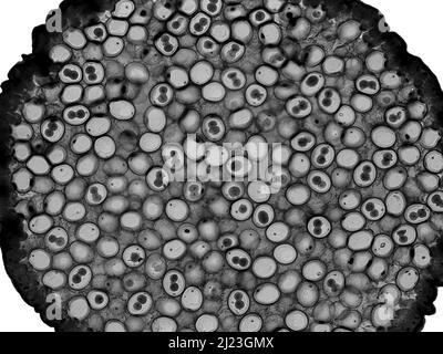 Fragmentation eggs of horse roundworm (Ascaris megalocephala). Light ...