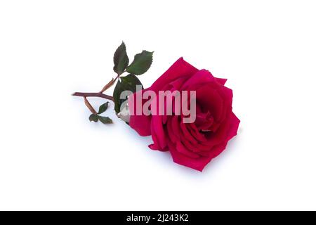 Roses widget on white Stock Photo - Alamy