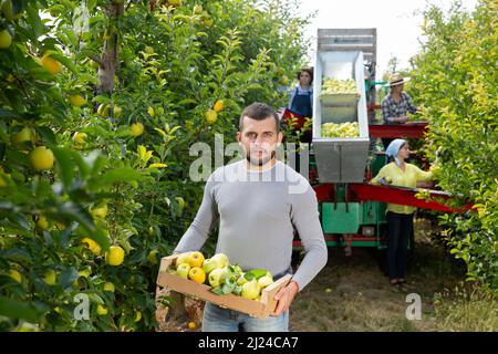 Farmer standing with box of harvested apples Stock Photo - Alamy
