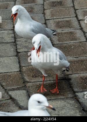 Angry seagulls warding off other birds with their fierce stance and ...