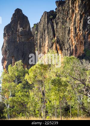 Ghost gums (Corymbia bella) below limestone cliffs of the Napier Range ...