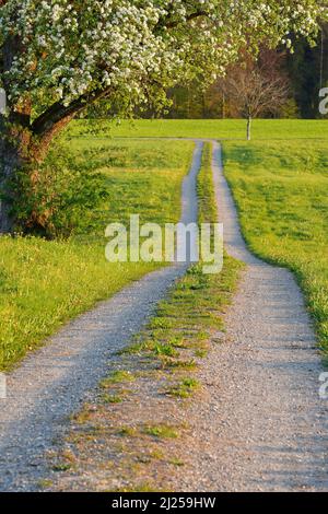 Field path in spring lined with flower meadows Stock Photo - Alamy