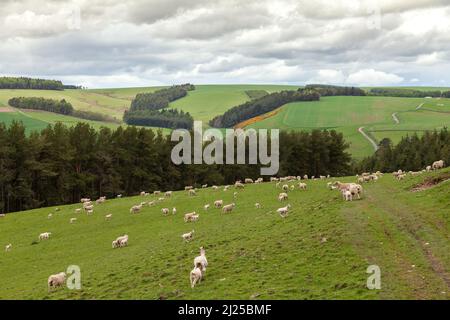 The Southern Upland Way near Longformacus, Scotland Stock Photo - Alamy