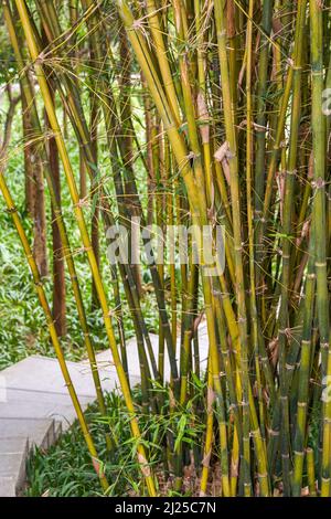 Close-up of clumps of prime bamboo forest in the park Stock Photo - Alamy