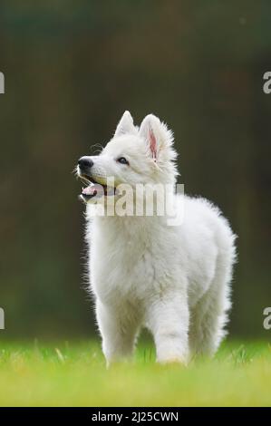 standing Berger Blanc Suisse Stock Photo - Alamy