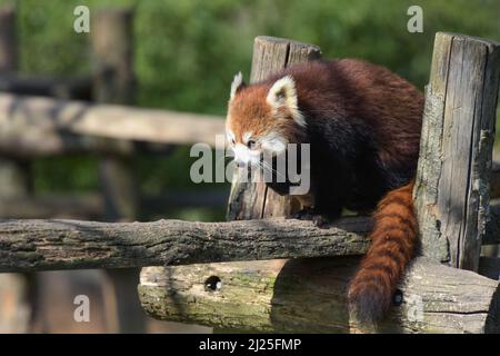 Photography of red panda in a french park Stock Photo - Alamy