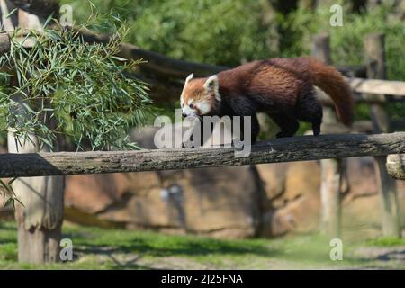 Photography of red panda in a french park Stock Photo - Alamy