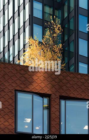 Buckingham Gate development, Victoria, Westminster, London, England ...