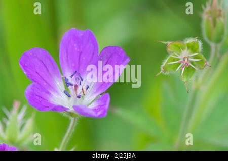 Meadow Cranesbill Austria Geranium pratense Stock Photo - Alamy