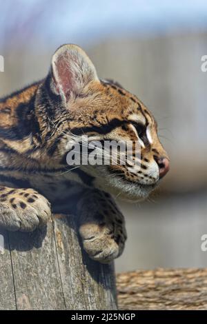 Beautiful Wild Ocelot (Leopardus pardalis) in a Brazil Forest at Night ...