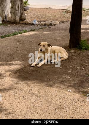 Sad street dog sitting alone outdoors Stock Photo - Alamy