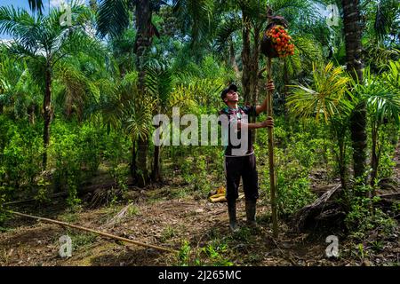 A Colombian man carries a bunch of chontaduro (peach palm) fruits from ...