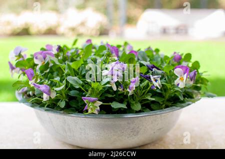 Spring pansies in a planter pot, potted spring container garden flowers ...