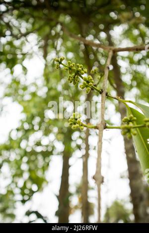 Jamun Flower in the plant, jamun is commonly known as Malabar plum ...